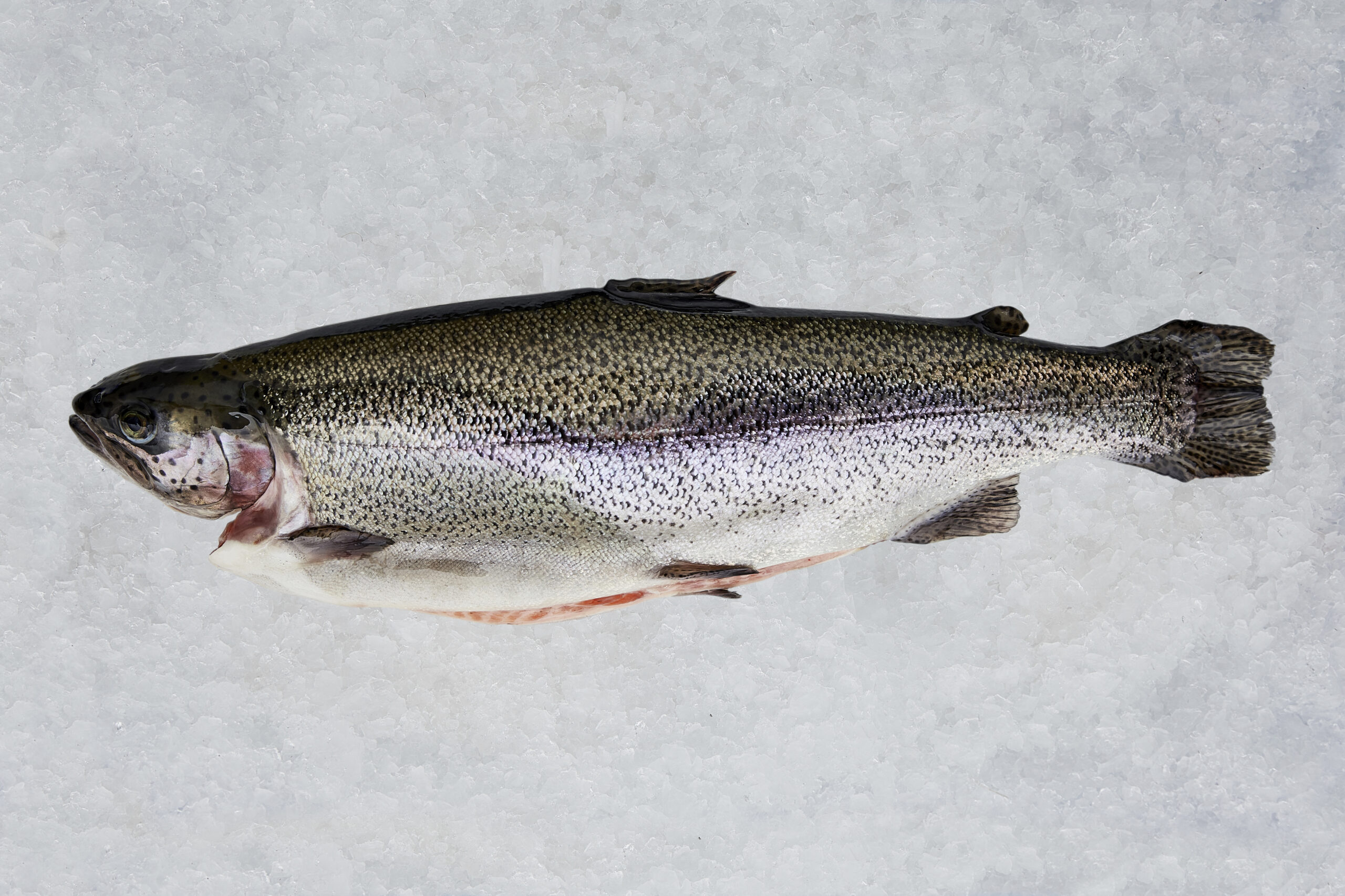 Whole Fish Archives - Sea Harvest